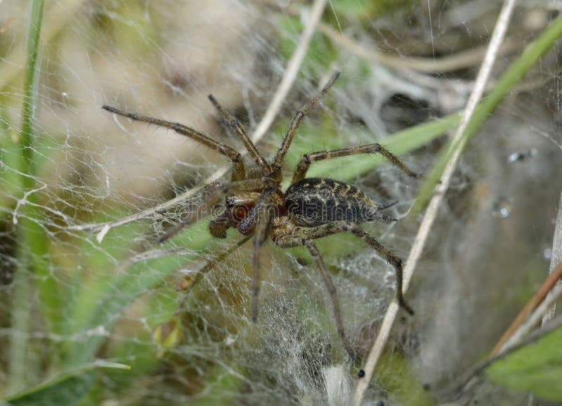 Labyrinth Spider Agelena Labyrinthica, from the Family of Funnel ...