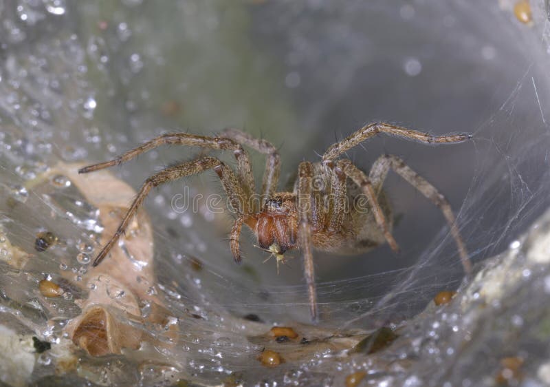 Labyrinth Spider Agelena Labyrinthica Eating Aphid in the Web Funnel ...