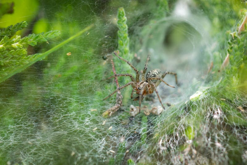 Labyrinth Spider (Agelena Labyrinthica) in Its Web Stock Photo - Image ...