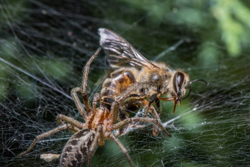 Labyrinth Spider Eating Bee Stock Image - Image of nature, close: 118735409