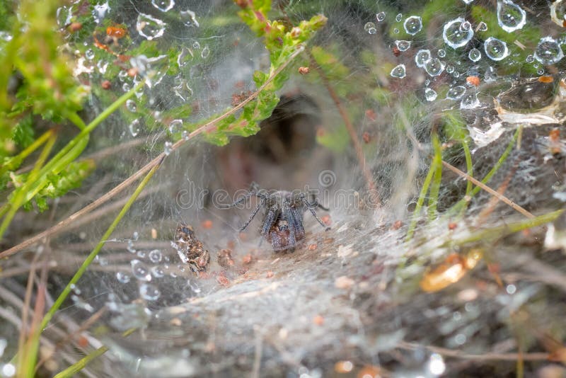 Labyrinthspinne Agelena-labyrinthica Stockbild - Bild von spinne ...
