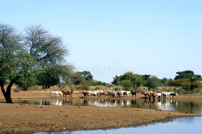 Lac Africain De Troupeau De Vache Photo stock - Image du chaud ...