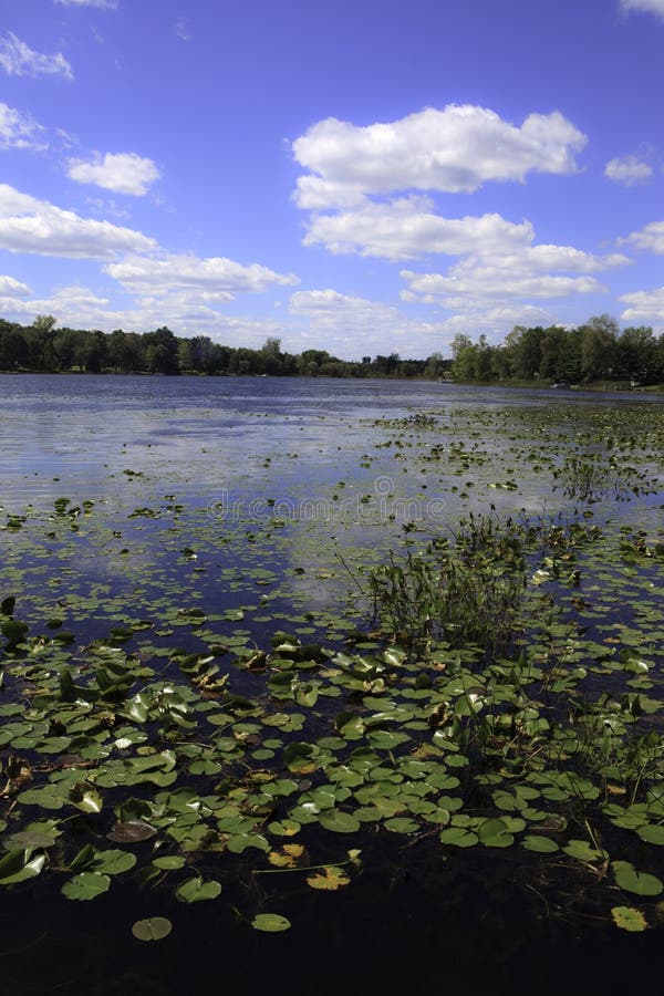 Lac Avec Des Garnitures De Lis Photo stock - Image du garnitures ...