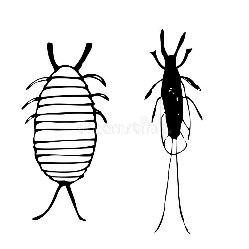 Lac Insect Stock Illustrations – 2 Lac Insect Stock Illustrations ...