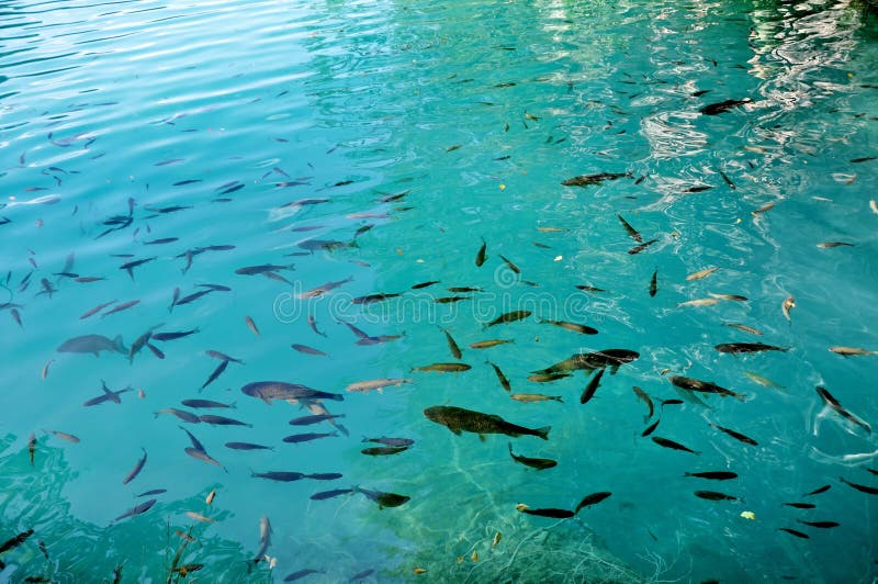 Lac bleu avec des poissons image stock. Image du durée - 10671779