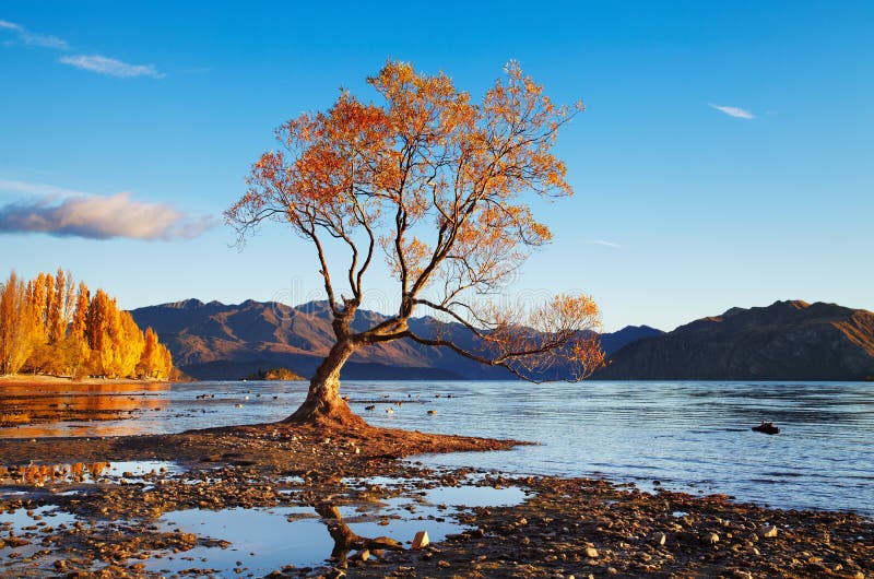Lac Wanaka, Nouvelle Zélande Image stock - Image du coloré, destination ...