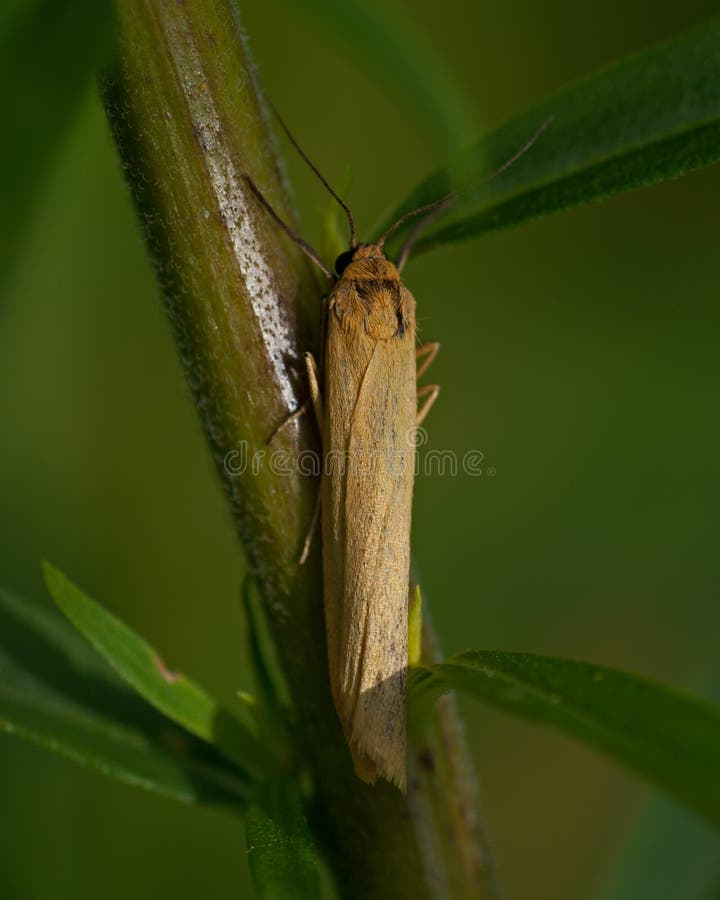 Lacaio Alaranjado, Sororcula De Eilema Foto de Stock - Imagem de ...