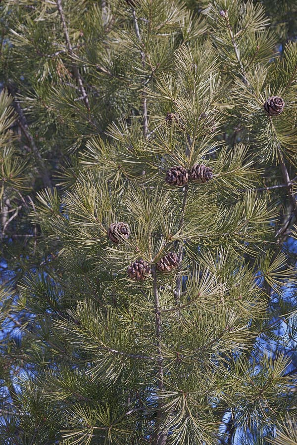 Lace-bark pine stock photo. Image of plant, vertical - 85334964