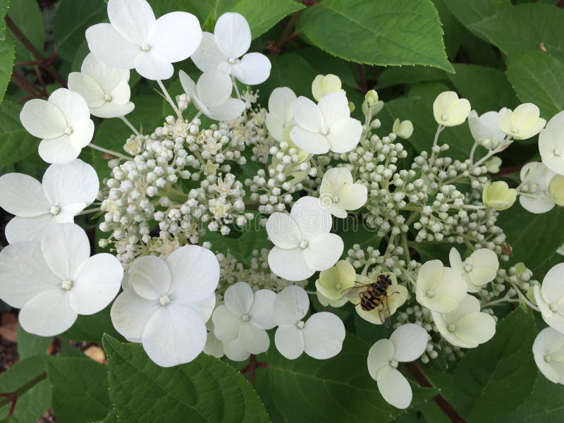 Lace cap hydrangea stock photo. Image of buds, lace, blossoms - 72816044