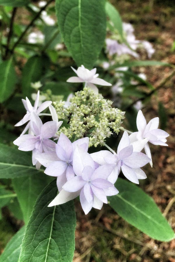 Lace cap hydrangea stock photo. Image of buds, lace, blossoms - 72816044