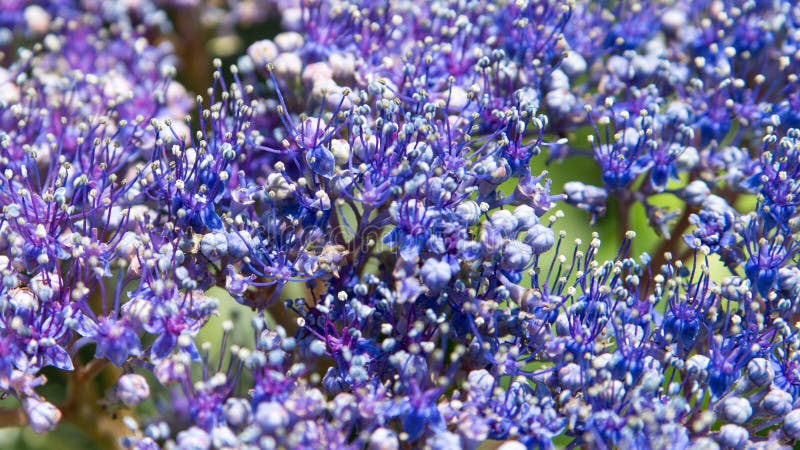 Lace cap hydrangea stock photo. Image of buds, lace, blossoms - 72816044