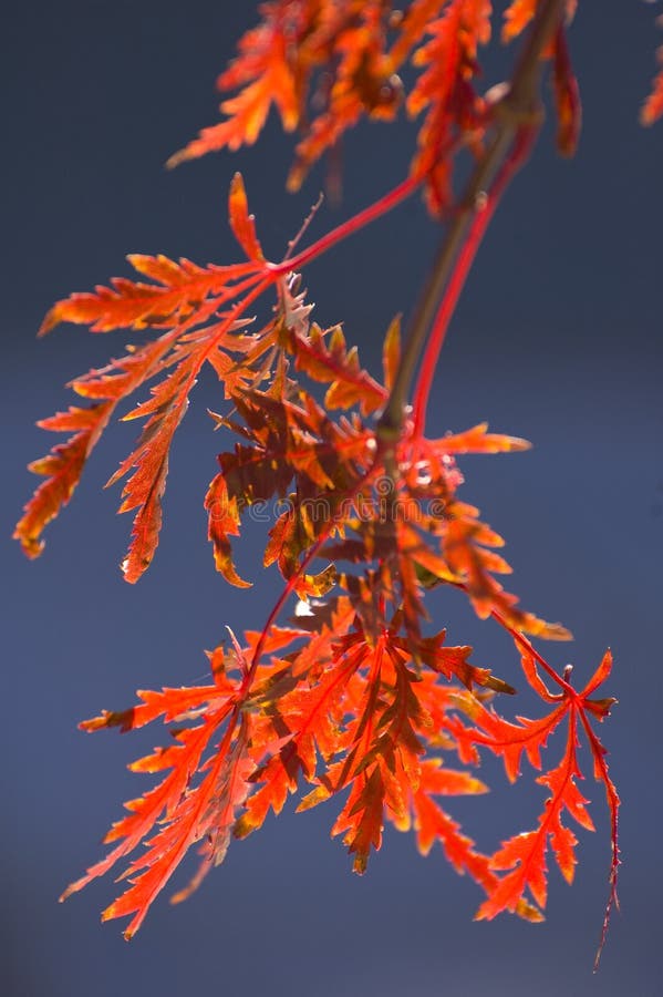 Lace Leaf Japanese Maple and Japanese Maple, Acer Palmatum, Butchart ...