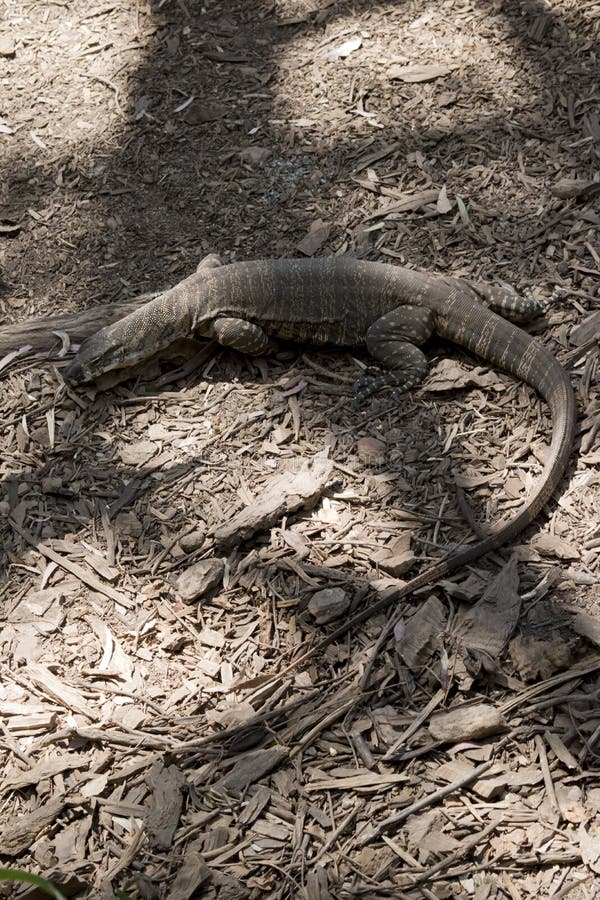 The Lace Lizard is Hard To Spot As he Blends in with the Backgroung ...