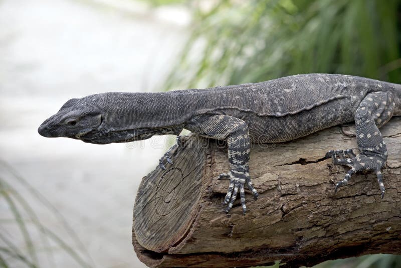 The Lace Lizard Isa Reptile with Light and Dark Grey Scales Stock Photo ...