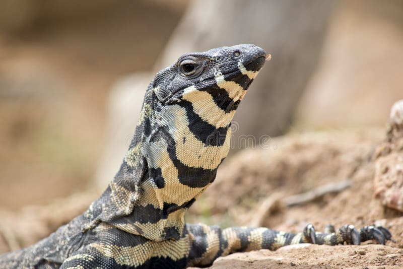 This is a Close Up of a Lace Lizard Stock Photo - Image of scales, skin ...