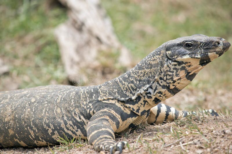 This is a Side View of a Lace Lizard Stock Photo - Image of cold ...