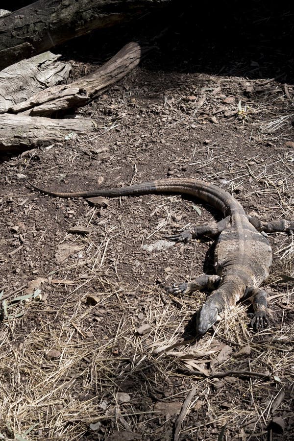 The Lace Lizard is a Large Lace Stock Photo - Image of gecko, cream ...