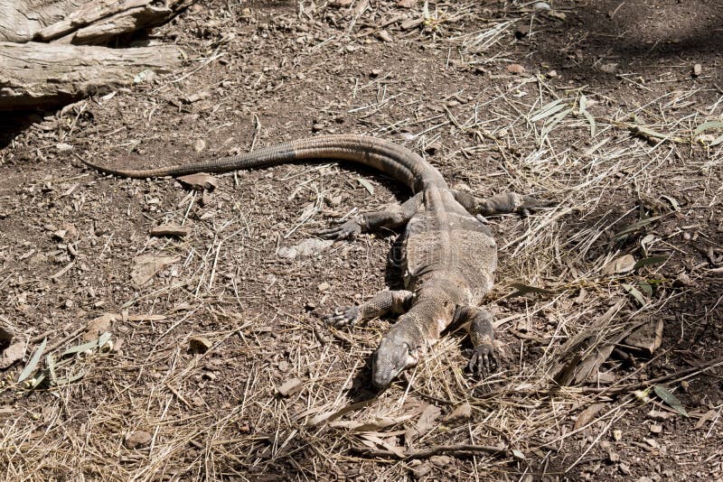 The Lace Lizard is a Large Lace Stock Image - Image of black, nature ...