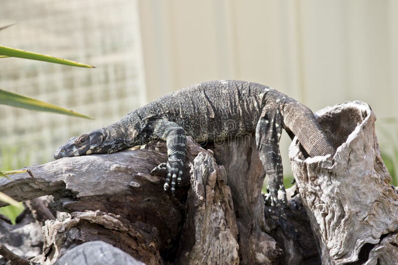Lace lizard stock image. Image of stripes, resting, black - 100100171