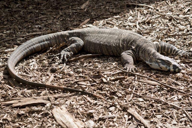 A lace lizard stock photo. Image of color, scales, goanna - 119065362