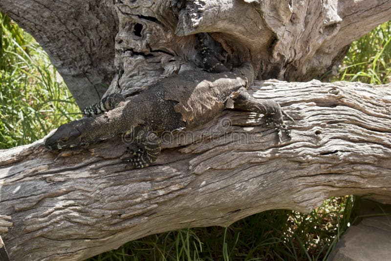 A lace lizard stock photo. Image of rainforest, southern - 140337674