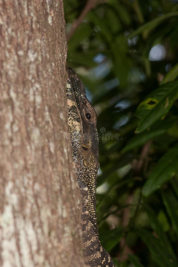 Lace monitor lizard stock image. Image of iguana, claws - 7045017