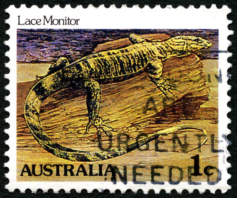 Two Lace Goannas Australian Monitor Lizards Fighting Ferociously Stock