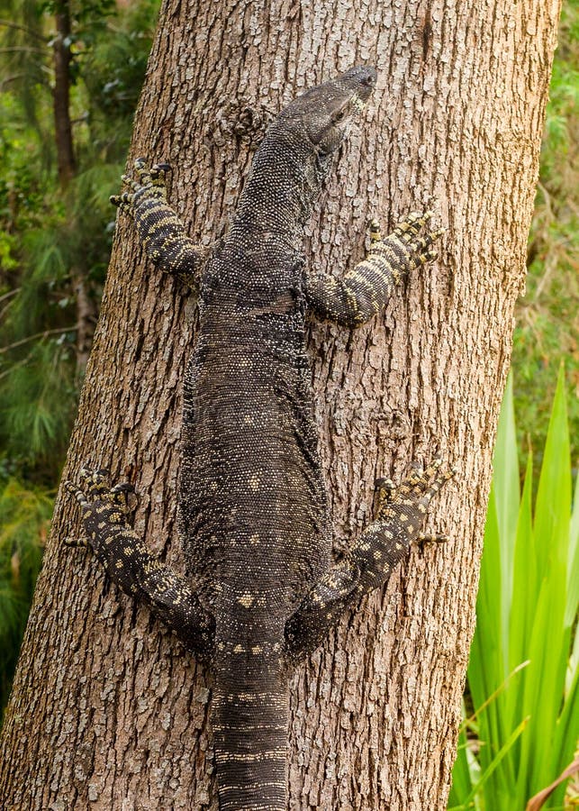 Lace monitor close tree stock image. Image of goanna - 86500465