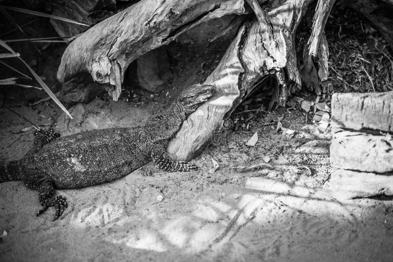Lace Monitor during the Day. Stock Image - Image of black, wildlife ...