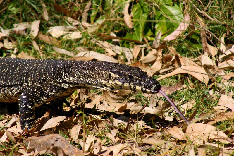Lace monitor lizard stock image. Image of iguana, claws - 7045017