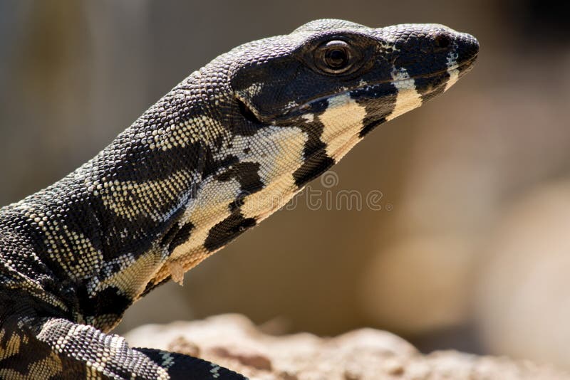 Lace Monitor or Lace Goanna Stock Image - Image of rock, white: 135451829