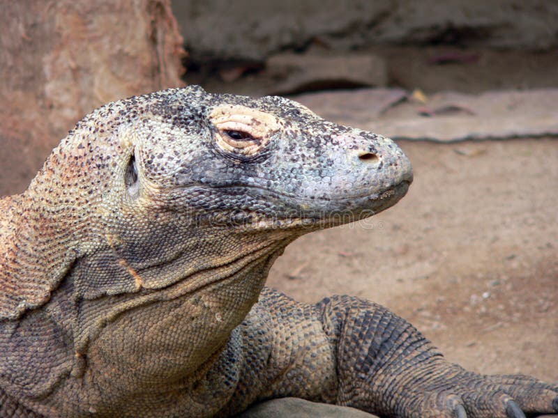 Lace monitor lizard stock photo. Image of scales, rock - 22742450