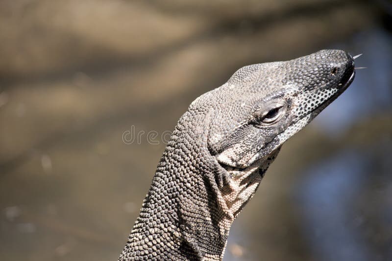 Lace monitor lizard stock photo. Image of goanna, animal - 131112230