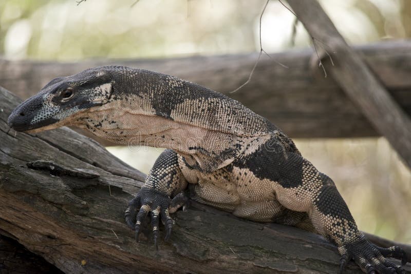 Lace monitor lizard stock image. Image of black, reptile - 131112269