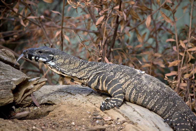 This is a Side View of a Lace Monitor Climbing a Tree Stock Image ...