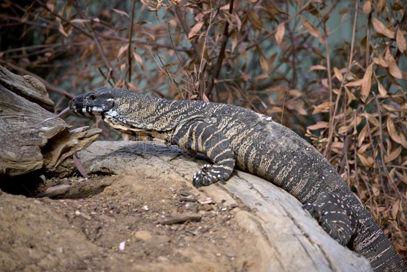 The Lace Monitor Grows Up To Two Metres Long Stock Photo - Image of ...
