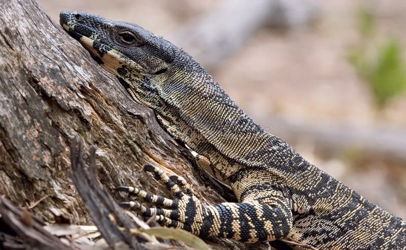 Lace monitor lizard stock image. Image of iguana, claws - 7045017