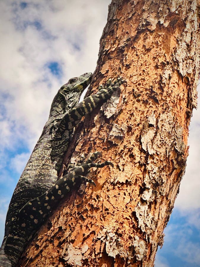 Lace Monitor Lizard on the Side of a Tree Trunk Stock Image - Image of ...