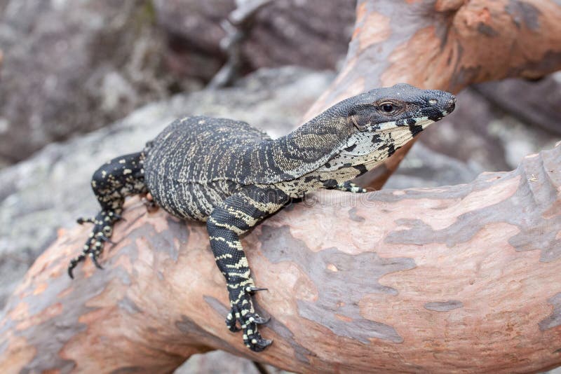 Lace Monitor lizard stock image. Image of lace, limb - 188683651