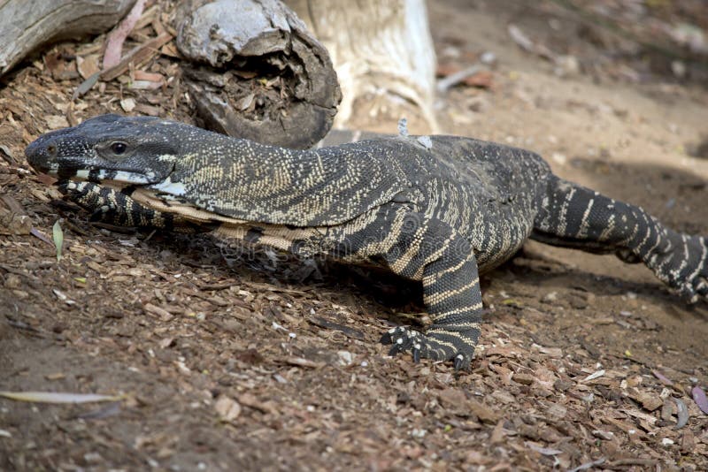 The Lace Monitor Lizard is Crawling Along the Ground Looking for Food ...