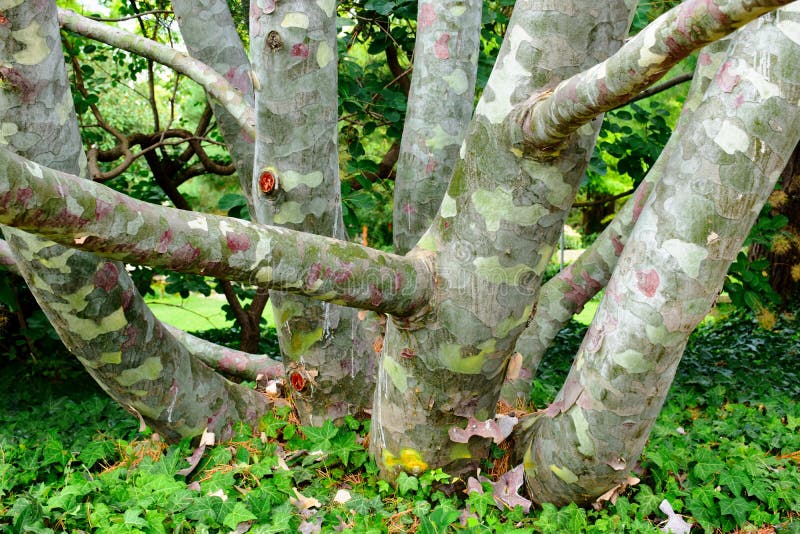 Lacebark Pine with Multiple Trunks. Closeup View. Lush Green Background ...