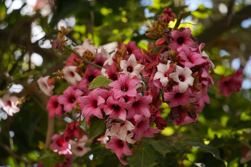 Lacebark Tree Pink Flowers or Brachychiton Discolor Stock Image - Image ...