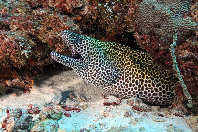 Laced moray stock photo. Image of animal, diversity, indian - 29033554