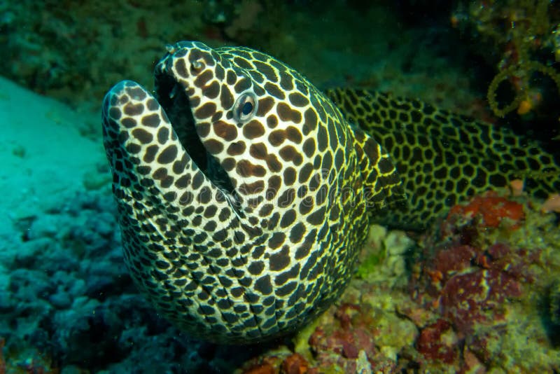 Laced moray eel stock photo. Image of underwater, moray - 28980196