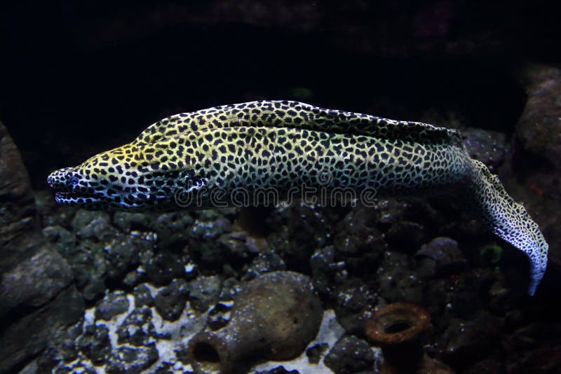 Laced moray eel stock photo. Image of leopard, closeup - 28980014