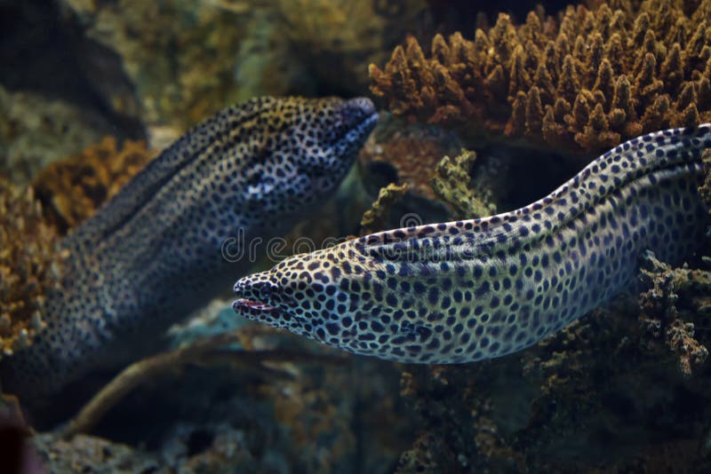 Laced Moray Gymnothorax Favagineus Stock Photo - Image of nature ...