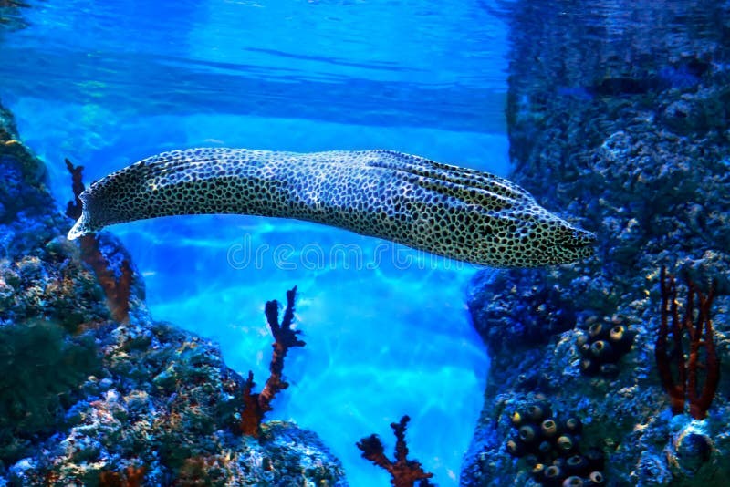 Laced Moray Eel Gymnothorax Favagineus Underwater among Coral Reef ...