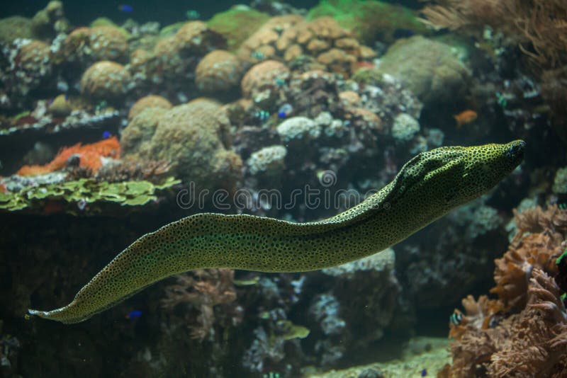 Laced Moray Gymnothorax Favagineus Stock Image - Image of animal, great ...