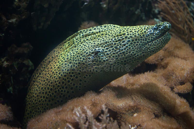 Laced moray eel stock image. Image of gymnothorax, leopard - 28997071
