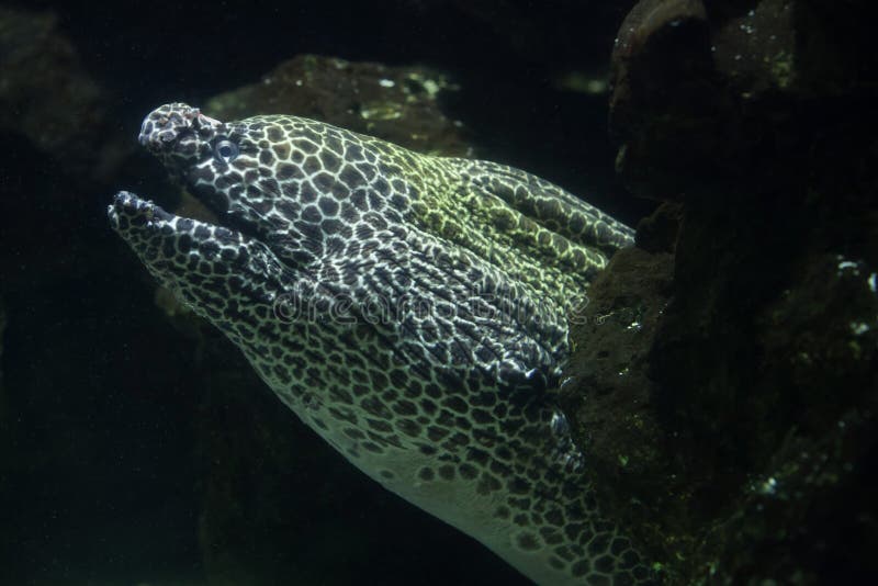 Laced Moray Gymnothorax Favagineus Stock Photo - Image of muraenidae ...